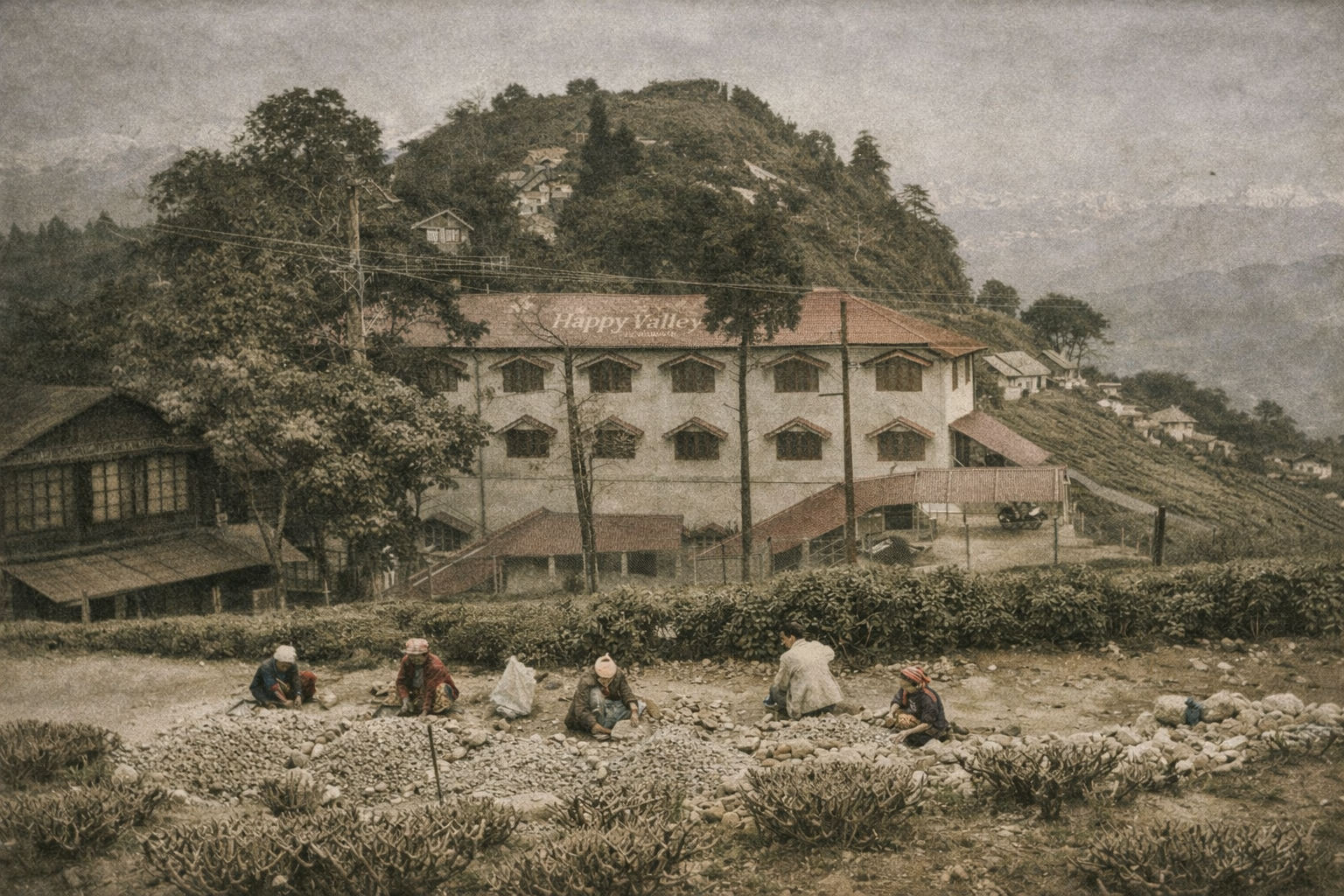 Happy Valley Organic Tea